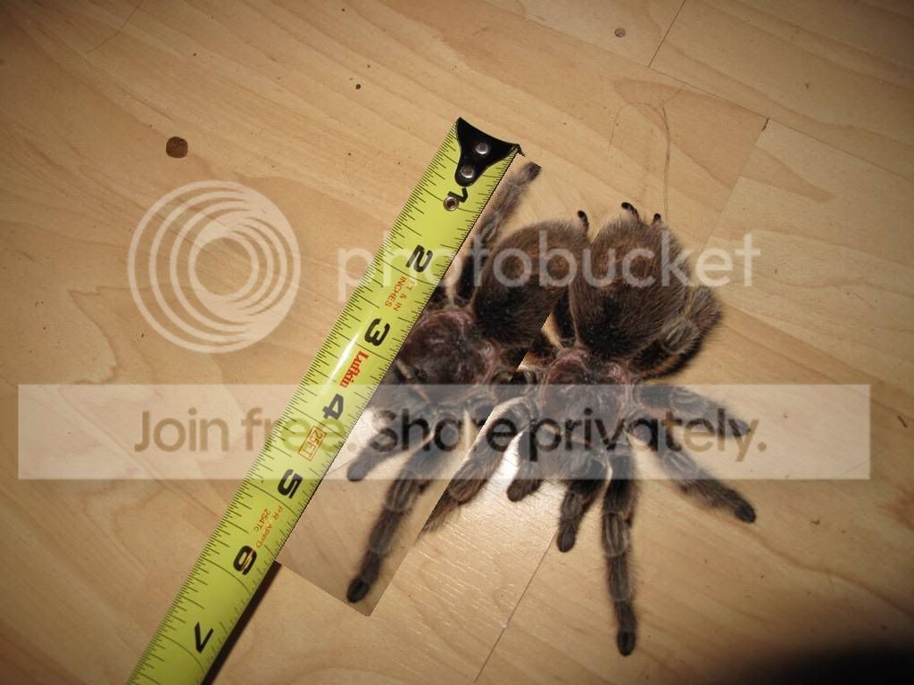 Crysta's Picture thread | Arachnoboards