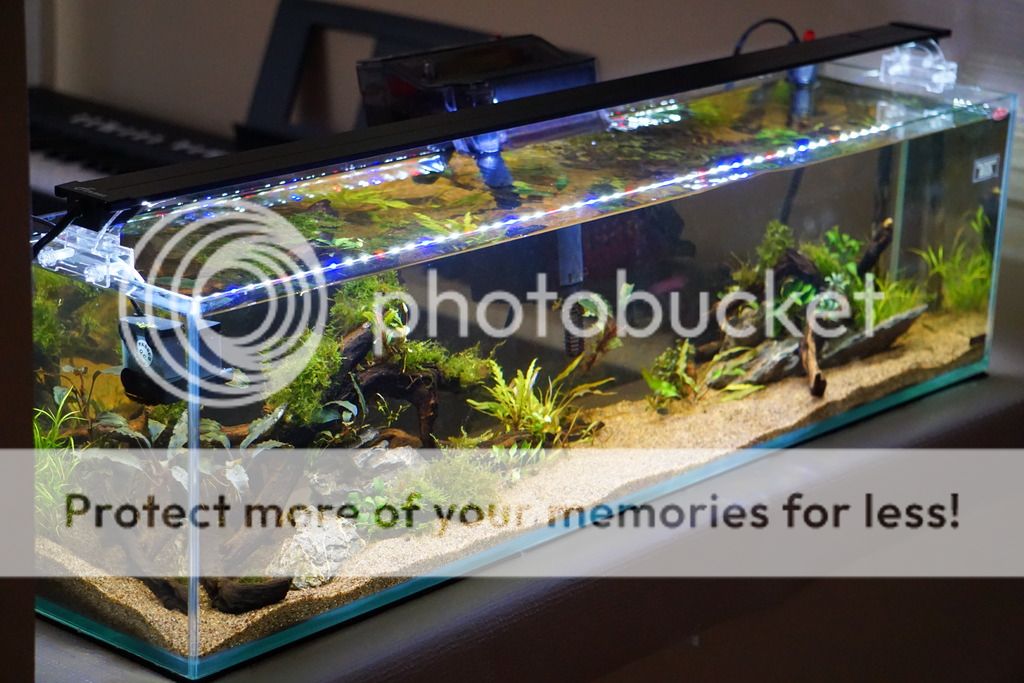 Buce's 12 Long | The Planted Tank Forum
