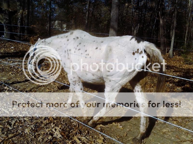 My mare has a udder overnight? HELP | Page 3 | The Horse Forum