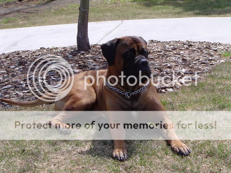 English mastiff | GON Forum